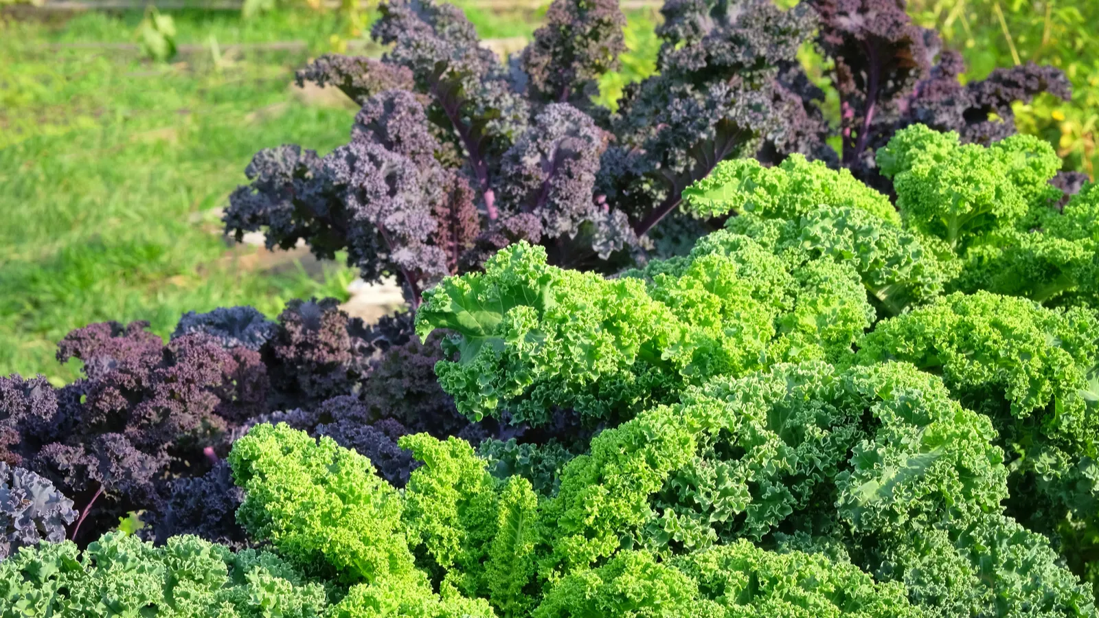 Some vegetables thrive in the shadiest corners of your garden