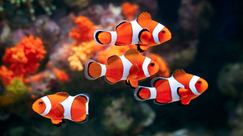 Fish Don't Sleep Like Humans. Here's What They Do Instead