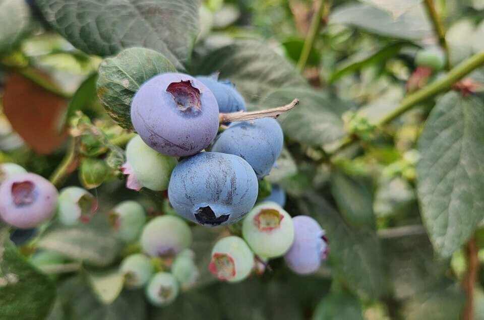 Tackling a mystery that's killing blueberries in the field