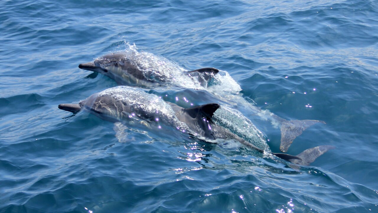 Perth's dolphins eat what's in season and are loyal to their groups