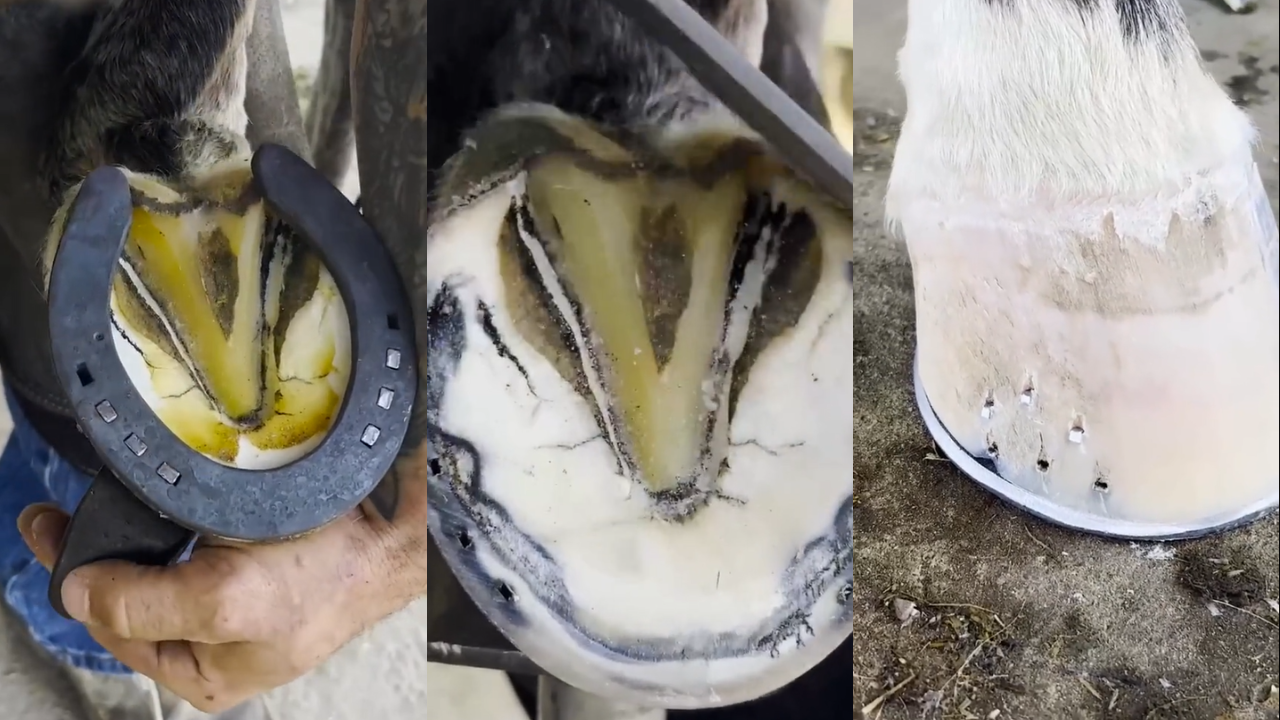 A New Hoof For A New Life