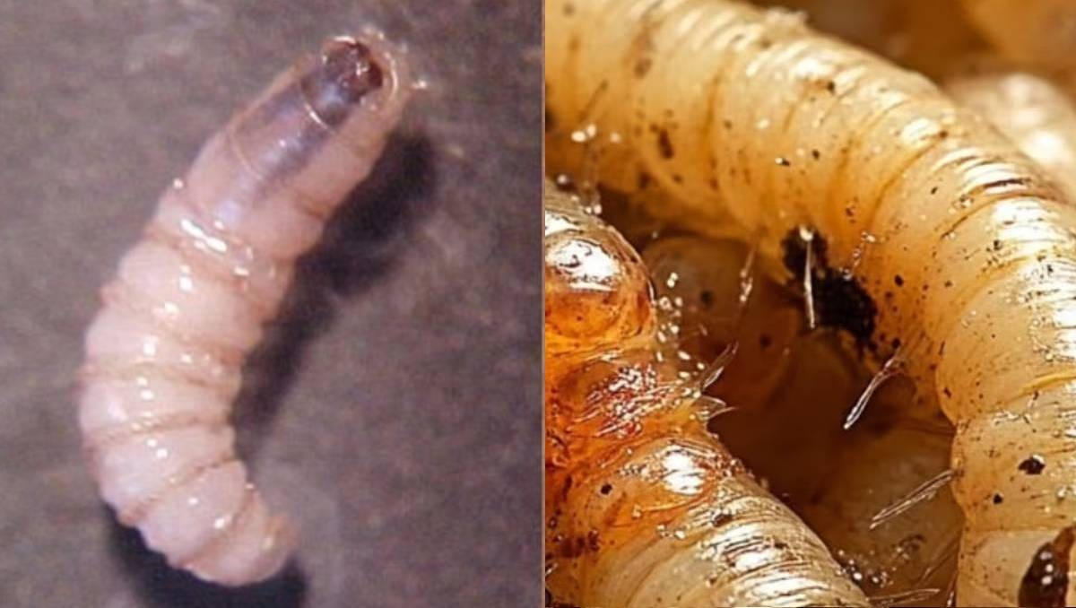 ¿Cuál es el tratamiento que la Secretaria de Salud recomienda tras ...