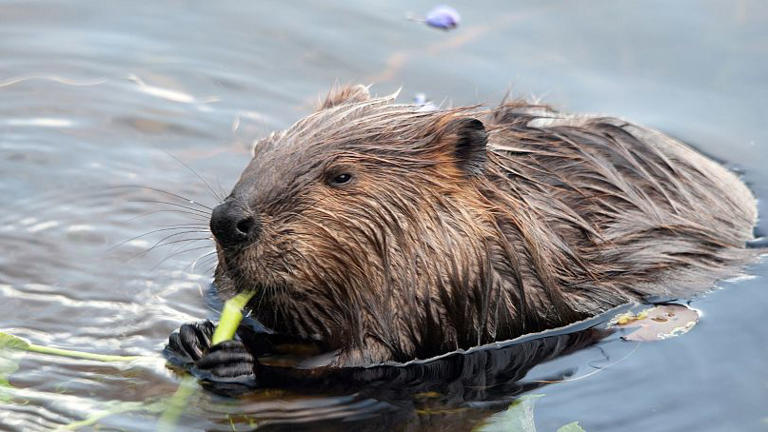 From London’s beavers to leopard frogs in Las Vegas, here’s why we need ...