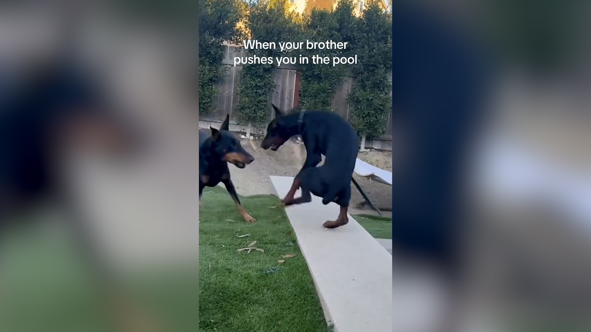 Dog Pushes Other Dog Into The Pool