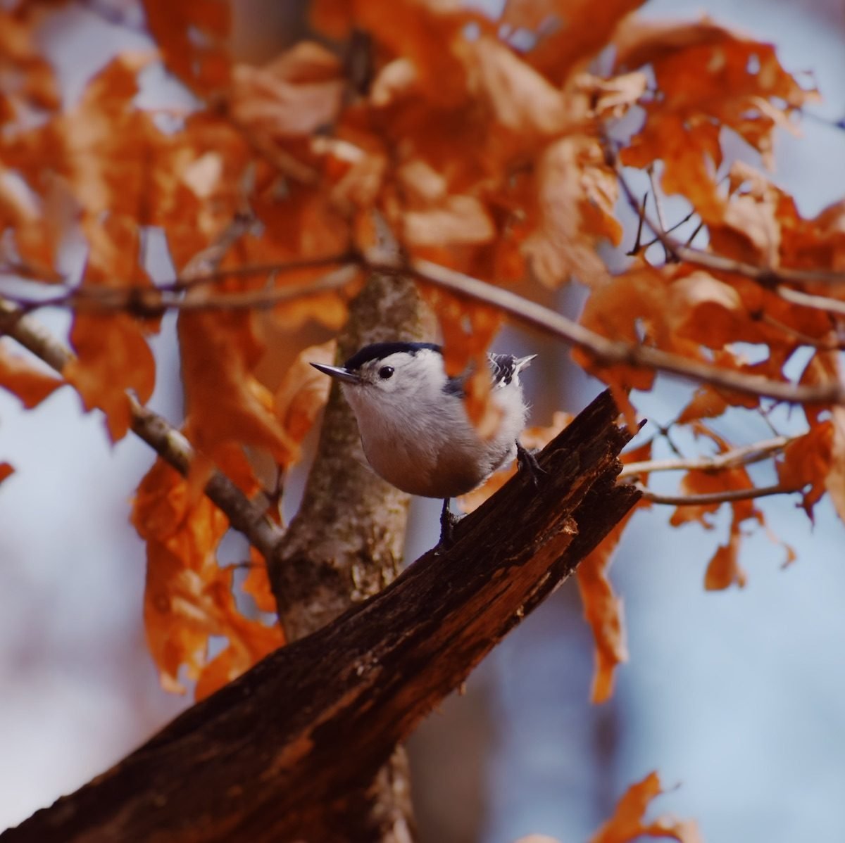 15 White Birds That Birders Should Know