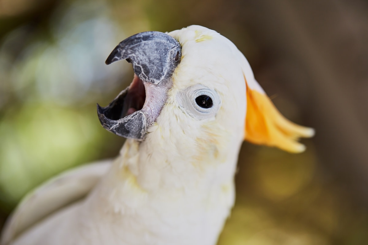 Cockatoo Arguing with Mom Over Bedtime Clearly Moonlights As a Lawyer