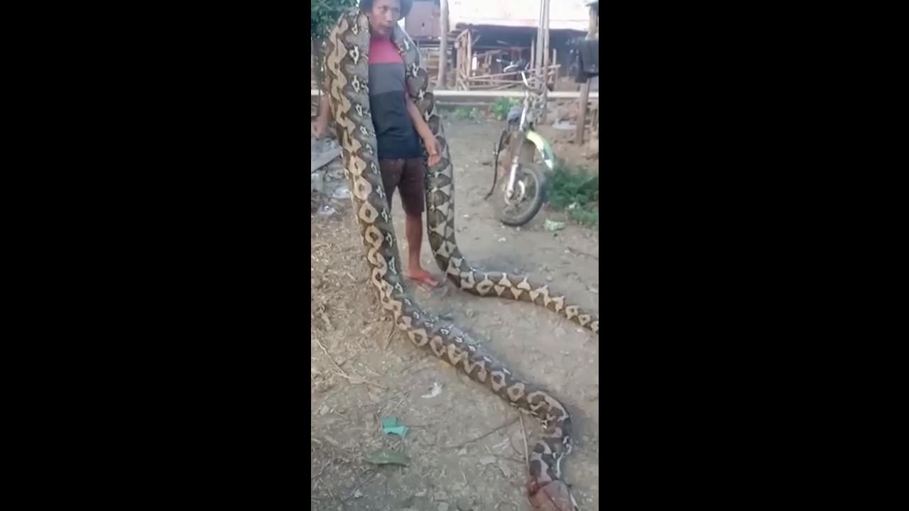 Villager carries giant python across his shoulders after it was caught ...