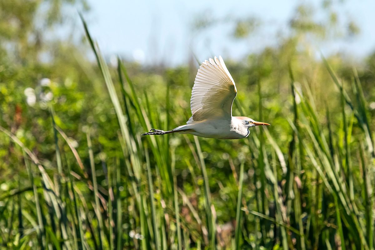 15 White Birds That Birders Should Know