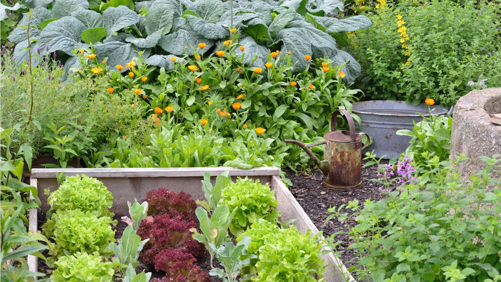 5 easiest vegetables to grow in water – it's an affordable way to ...