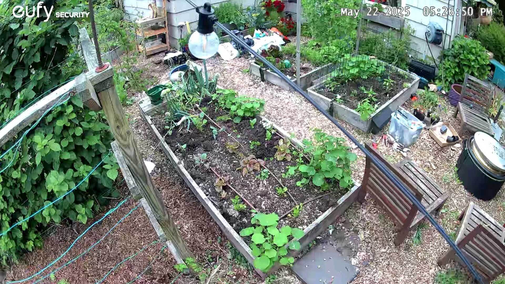 How (and Why) I Use Smart Cameras to Monitor My Garden
