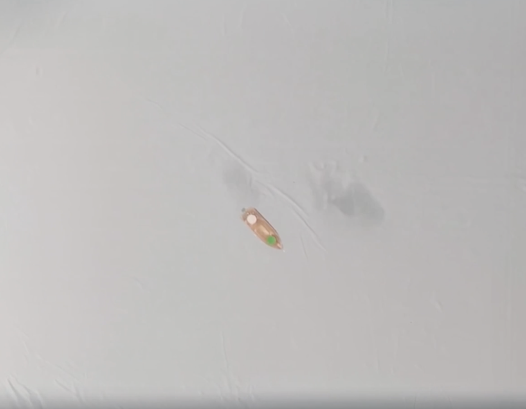 Swiss scientists invent eco-friendly robot made from fish food