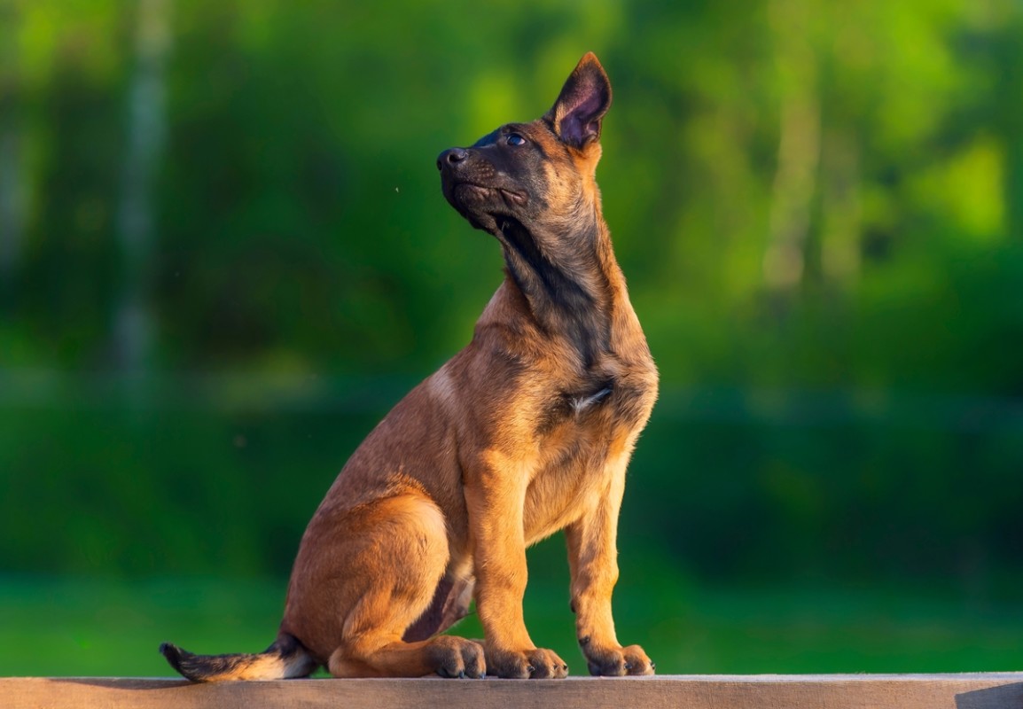 Malinois Puppy’s Early Morning Playdate with Cat Is Full of the Cutest ...