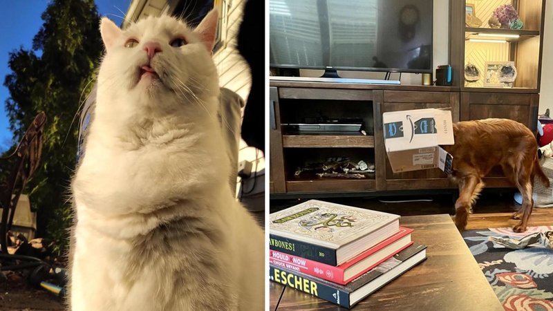 24 Adorably Dumb But Cute Animals