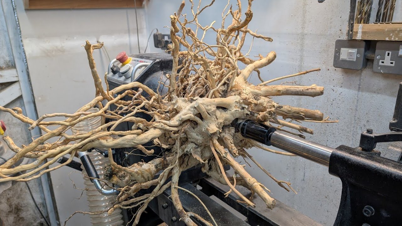 Woodturning - A Cherry Plum Root