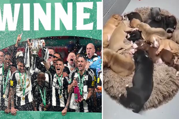 Carabao Pups: North East shelter names puppy litter after Newcastle squad