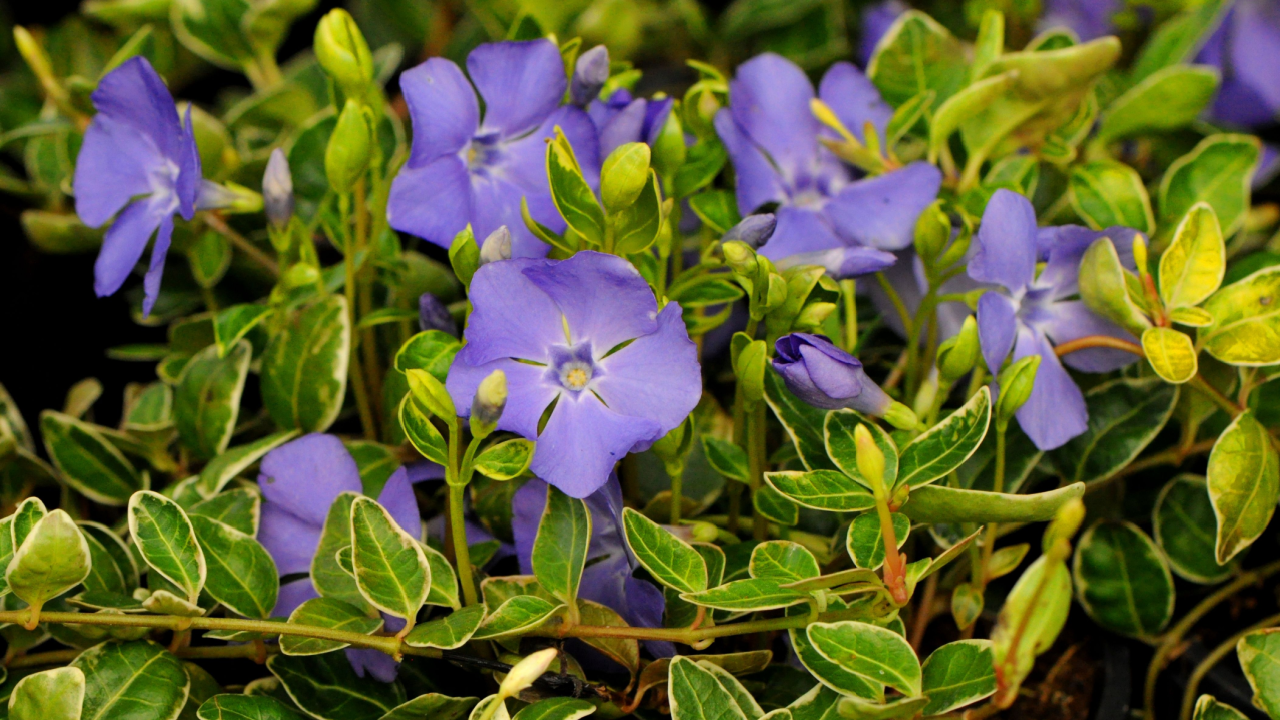 How to Get Rid of Invasive Periwinkle Ground Cover for Good