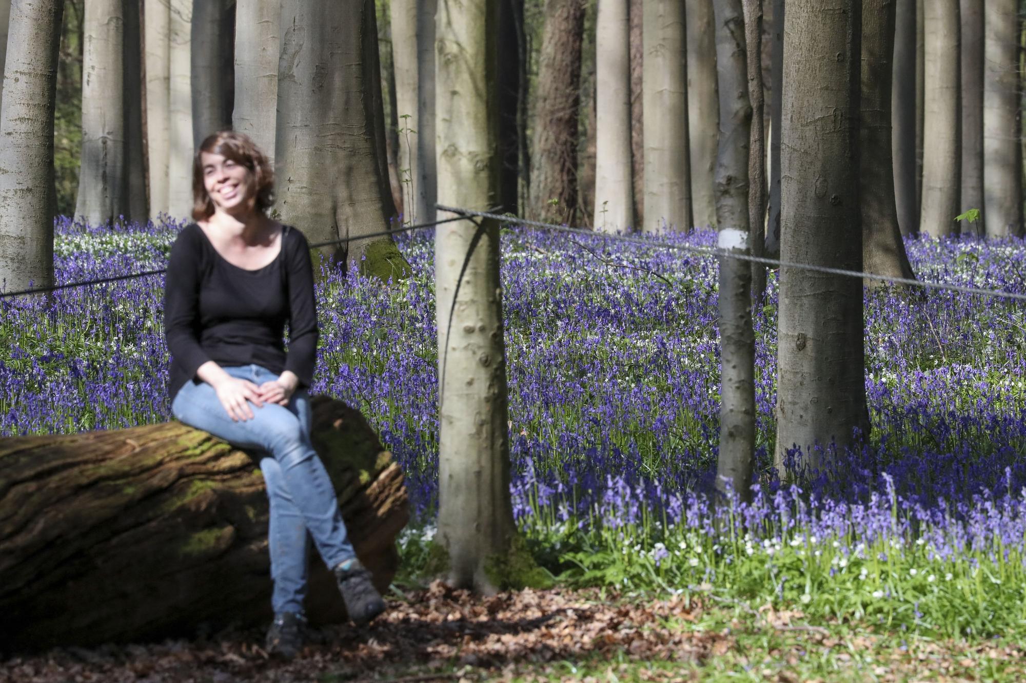 Bluebell woodlands: 9 of the best places in Nottinghamshire to see ...