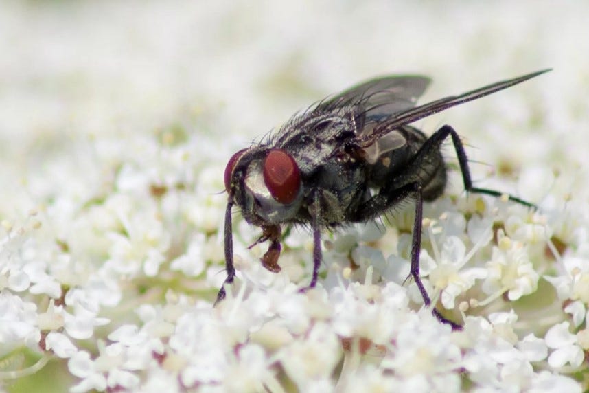Are black flies bad in Michigan? Peak season could leave you with red ...
