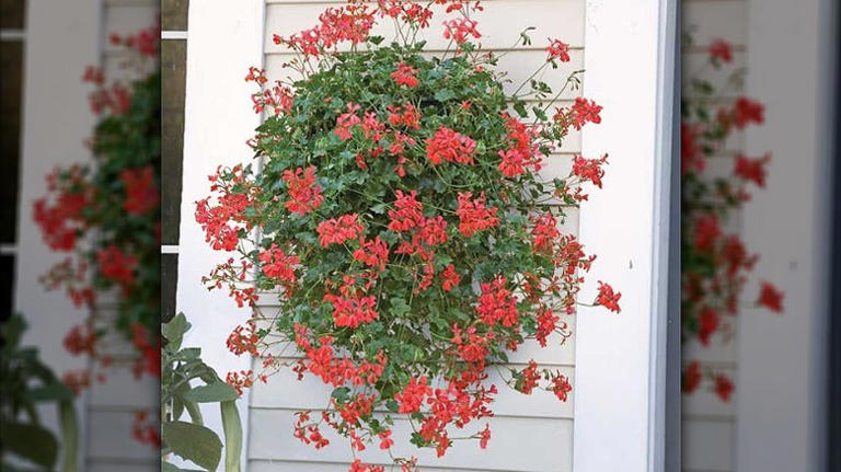 Signs That Indicate It's Time To Deadhead Your Geraniums