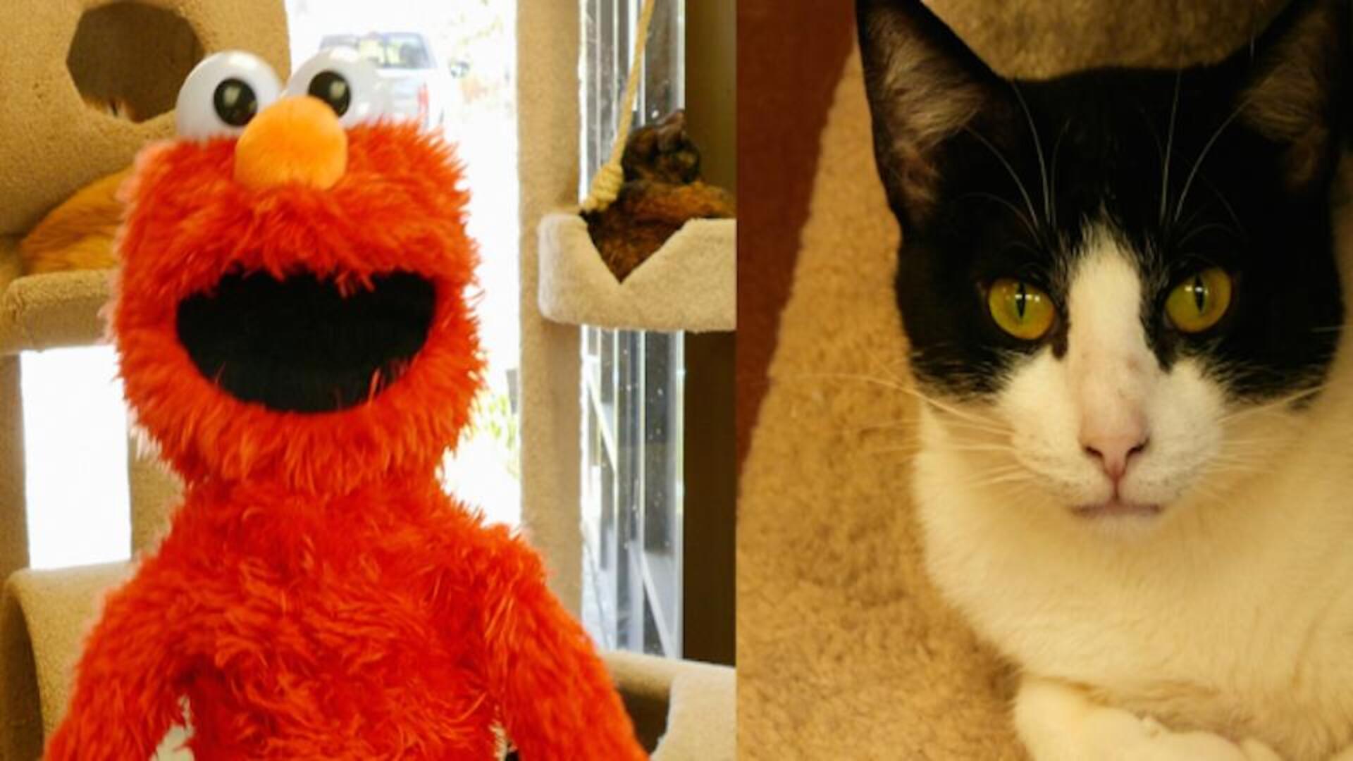 Elmo Pet Parody