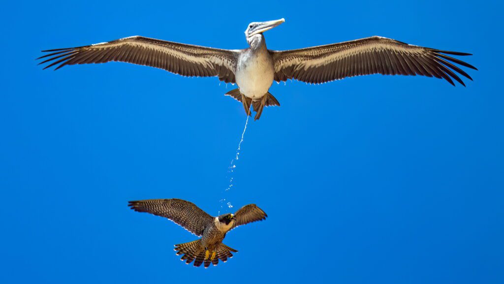 Wildlife photographer captures moment bird poops on another