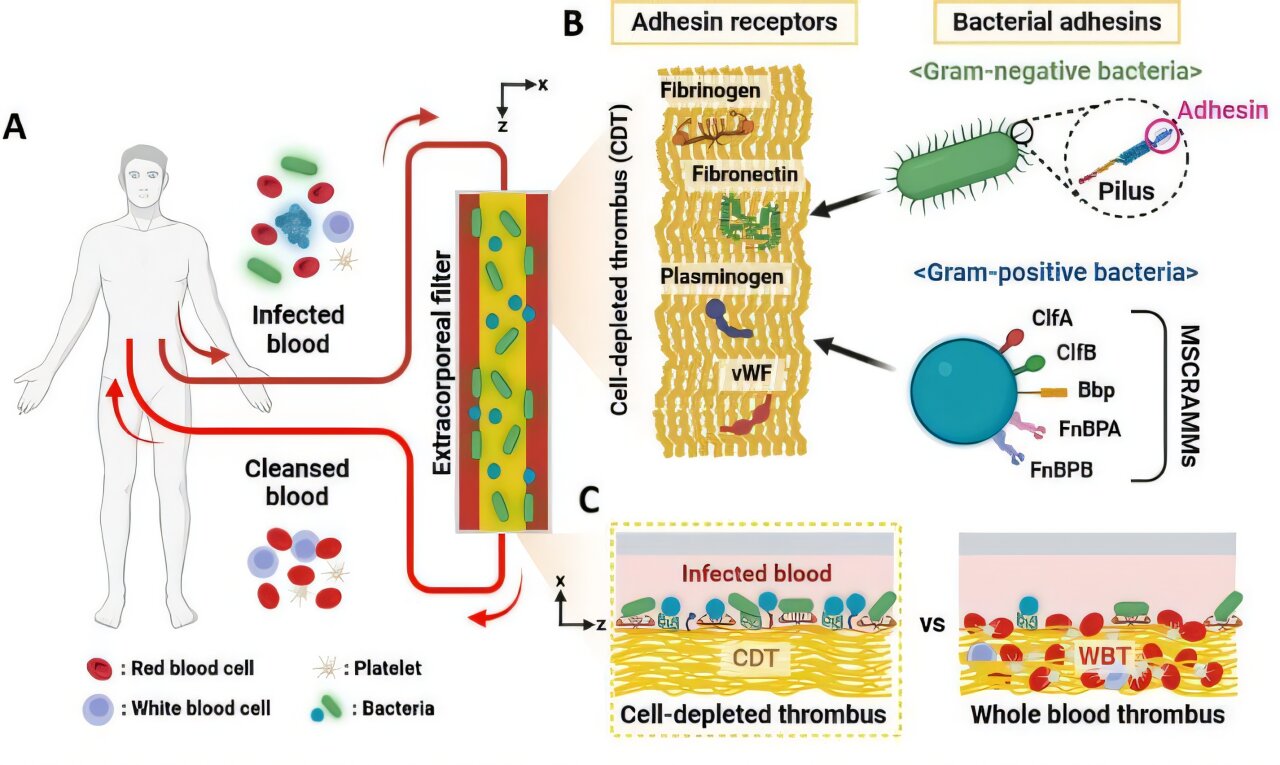 Novel blood purification technique eliminates antibiotic-resistant ...