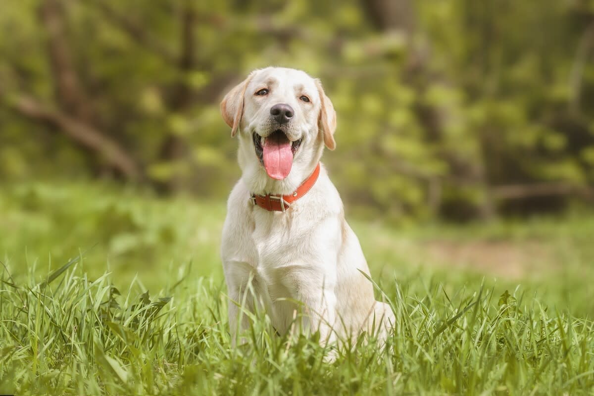 Labrador ‘Acts Scared’ of Tiny Kitten Sibling to Make Her Feel Safe ...