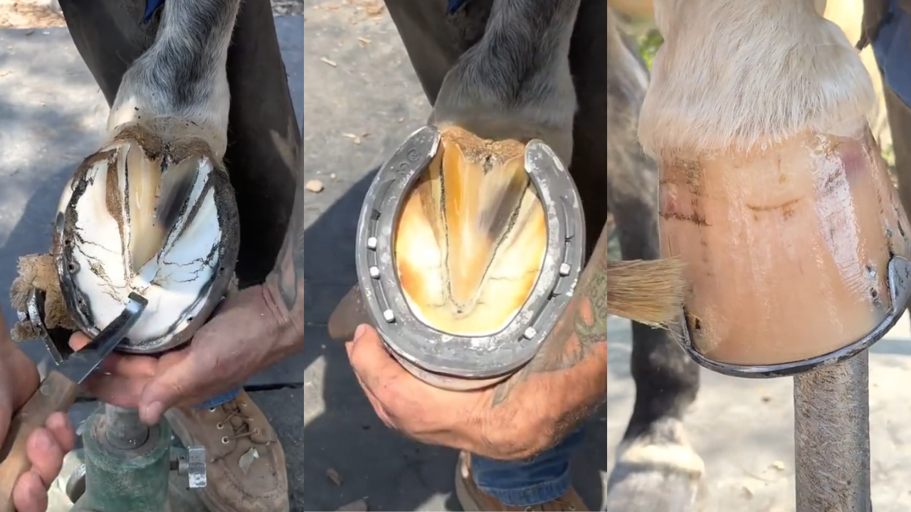 Farrier Work In Action