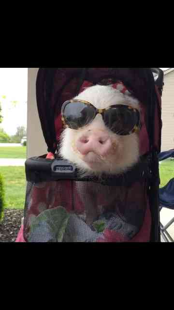 The Cutest Pig With The Biggest Attitude
