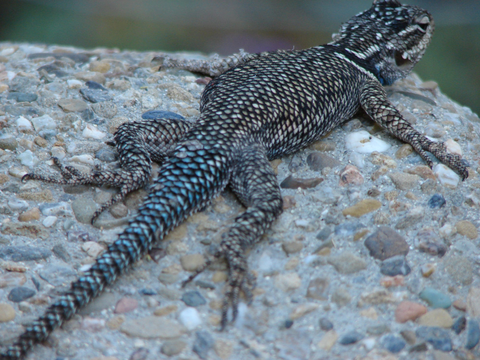 Why do lizards do push ups? Here's what those Arizona geckos are up to
