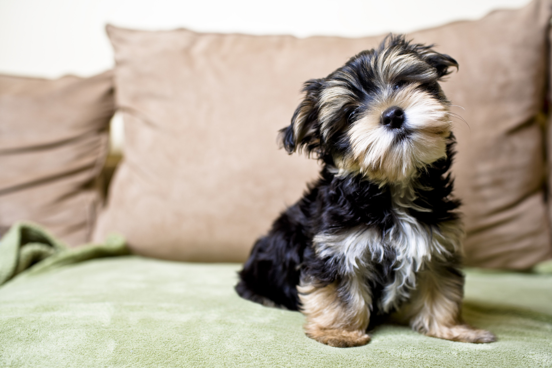 100 unique name ideas for your pet dog