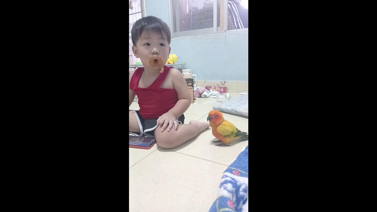 Toddler and pet parrot are best of friends