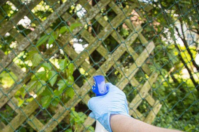 Gardeners can clear ivy 'for good' in just days with an all-natural ...