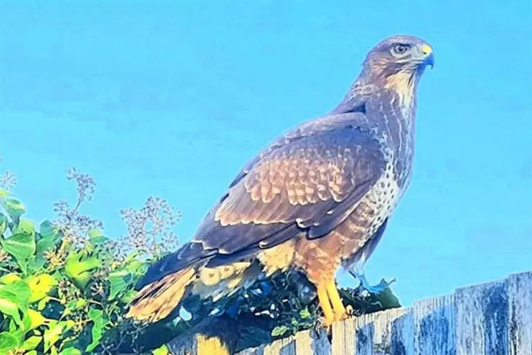 How a dive-bombing buzzard named Brenda sent terrified schoolchildren ...