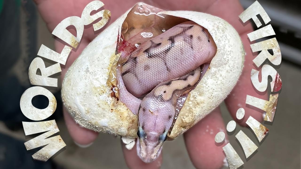 8-Gene World’s First Ball Pythons Just Hatched!