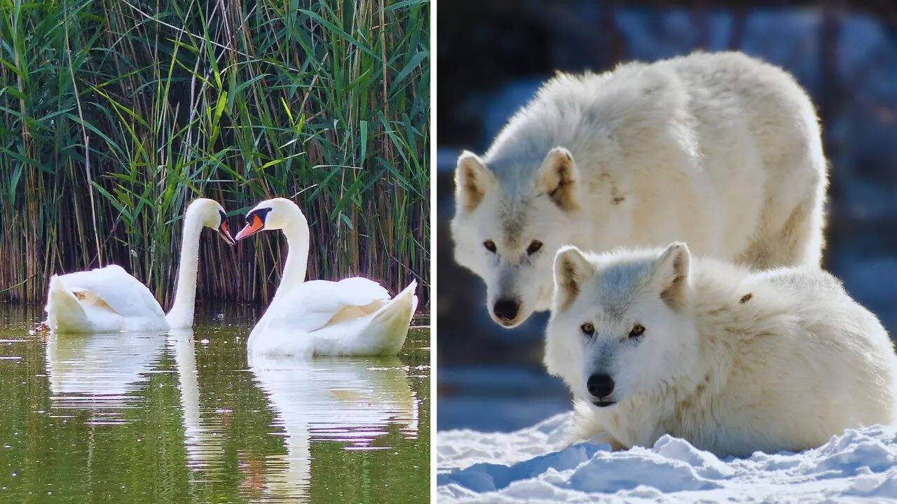7 animals that are most loyal in relationships-- And have only 1 partner
