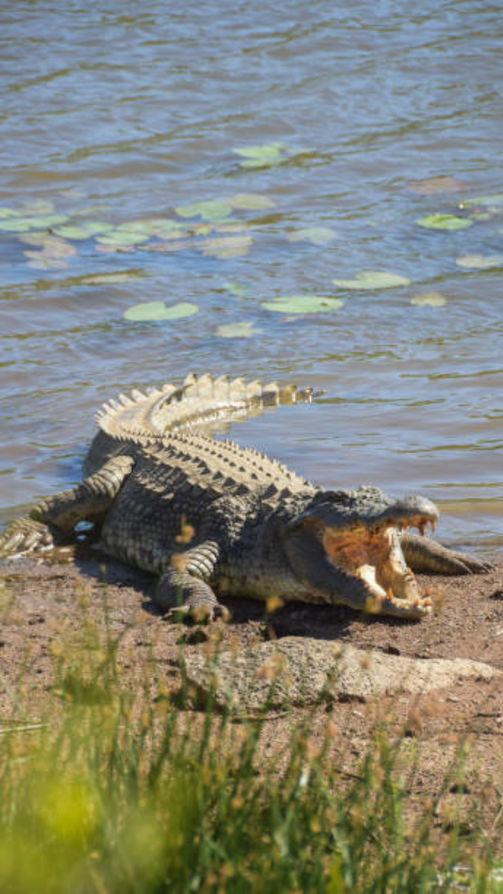 Meet the largest crocodiles in the world and what makes them a unique ...