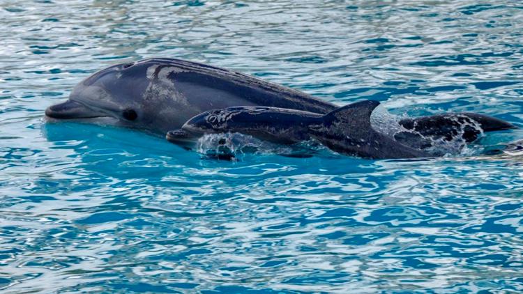 Check out SeaWorld San Antonio's newest resident