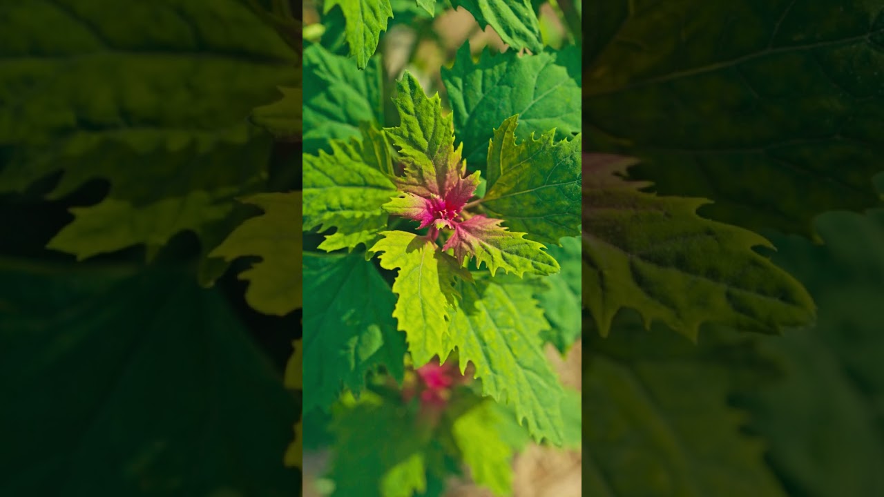 Why You Need to Grow Tree Spinach (Aka Glitter Spinach)