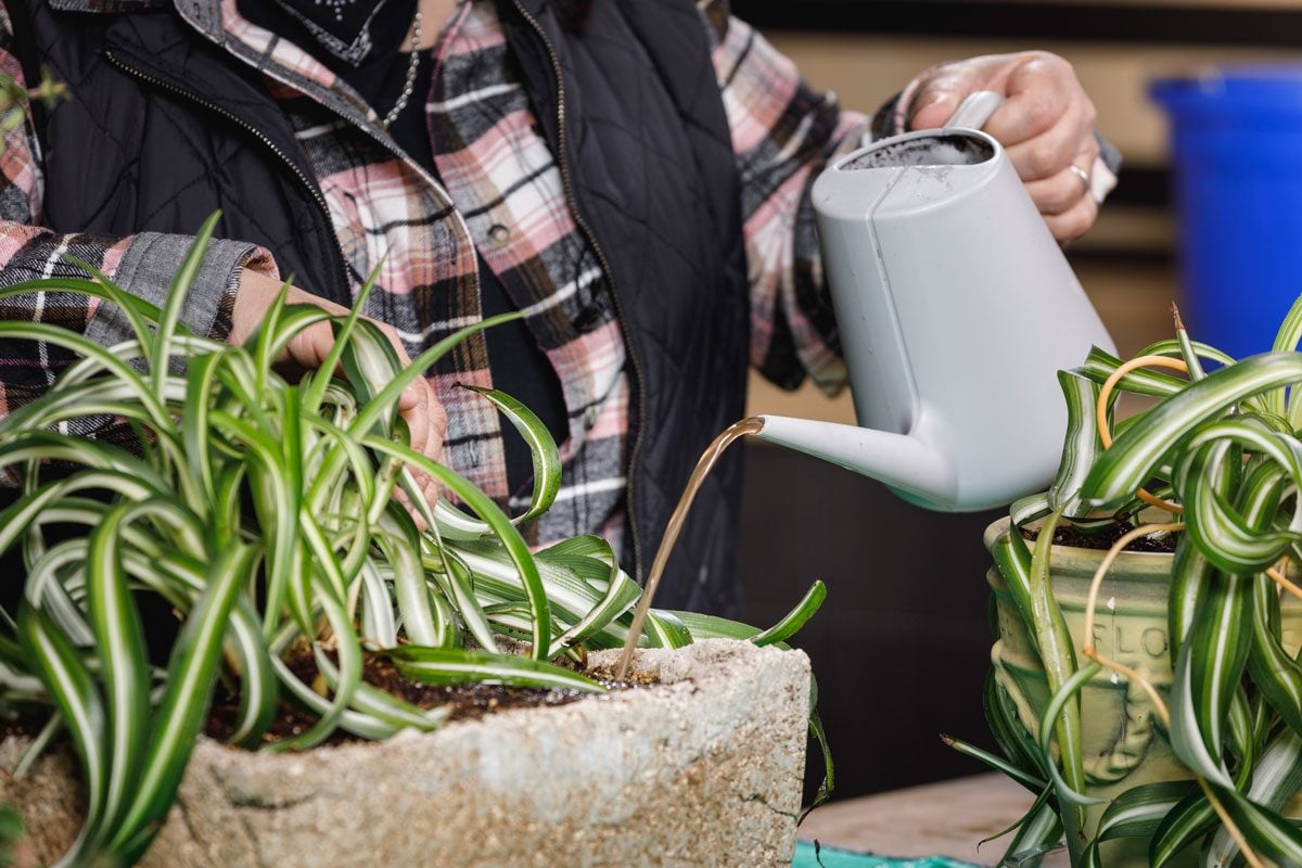 Refresh Your Plants With This Easy DIY Compost Tea