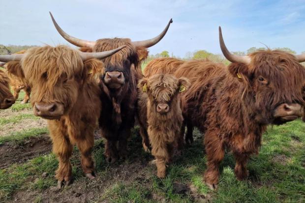 Popular farm attraction to open its gates for special sneak peek