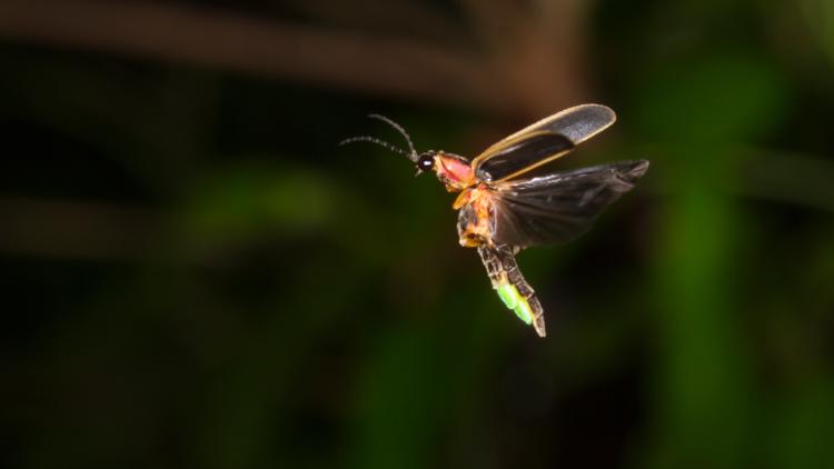 Butterfly Pavilion first to complete lifecycle of a Colorado firefly ...