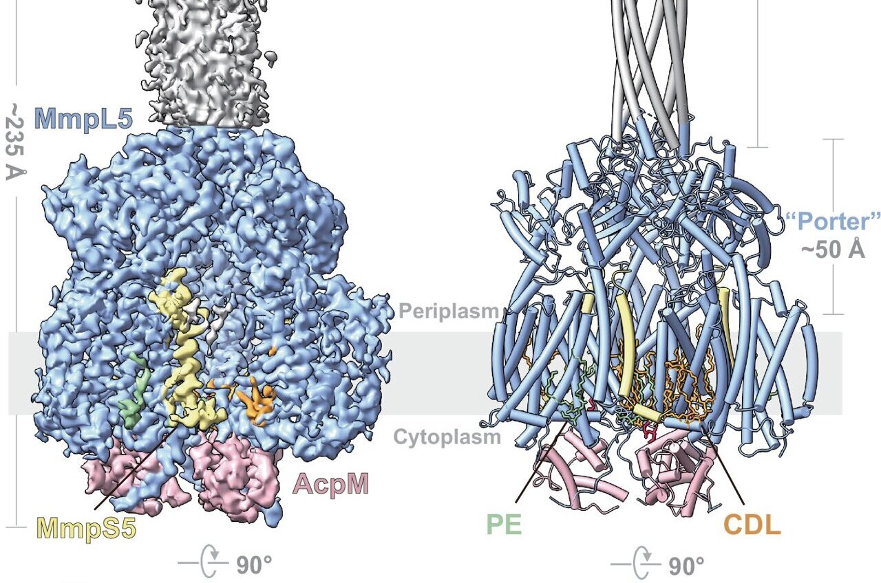 Researchers identify tuberculosis drug-resistance inhibitor and map ...