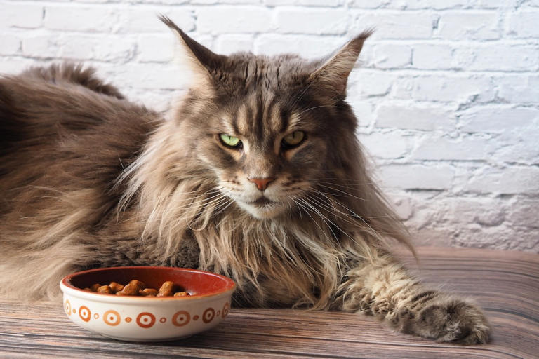 Majestic Maine Coon Cat's Rare 'Tiny' Chirp Is Music to Everyone's Ears
