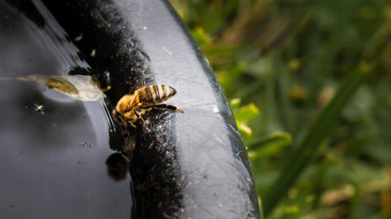 What Is A Bee Bath (& How Can You Add Them To Your Flower Garden)?