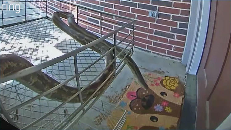 Snake puts on a show for a Cypress resident's Ring doorbell camera