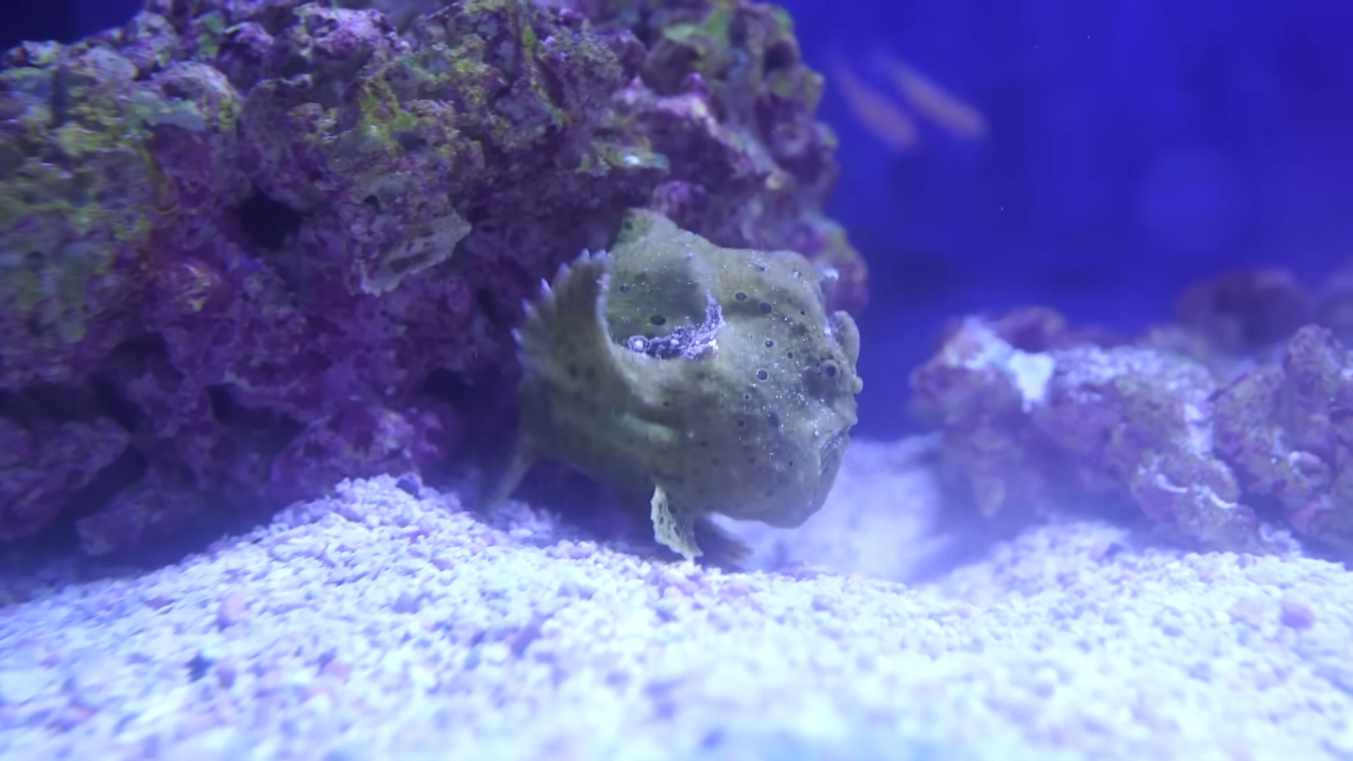 PUTTING WATER Back in the Predator Fish Pond!