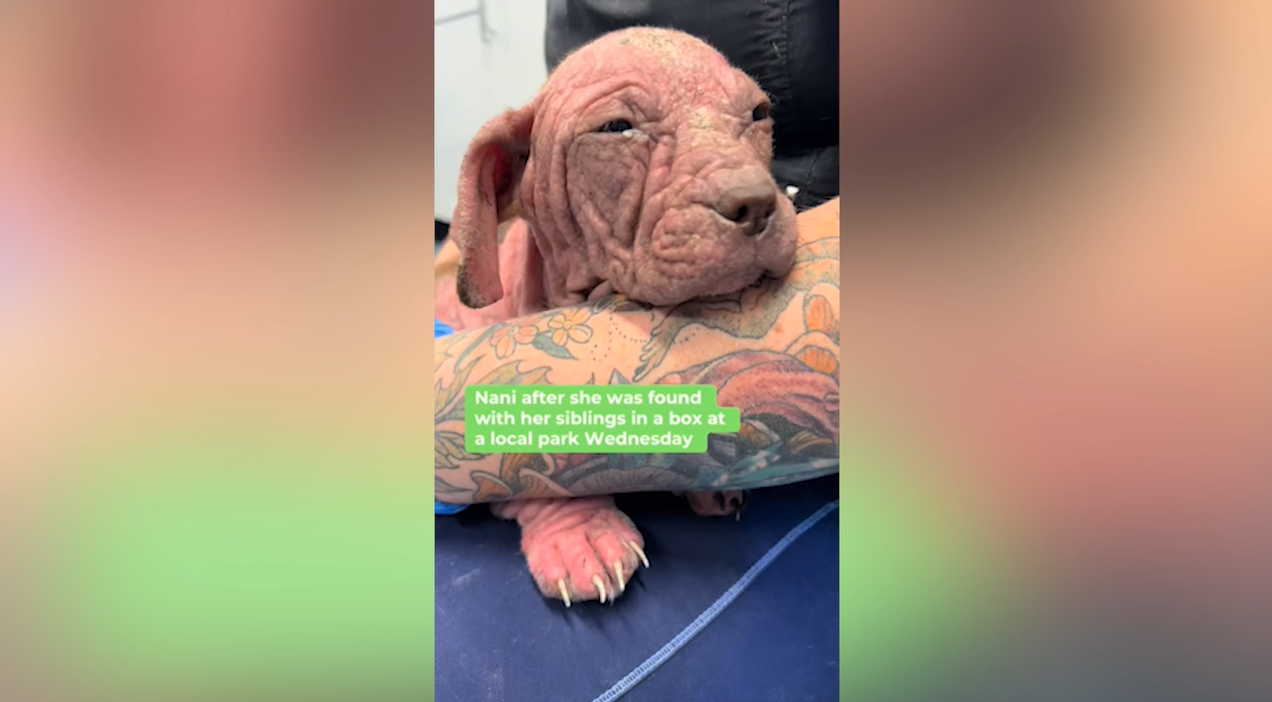 Foster Puppy Shaking In ‘Pain And Fear’, Little Girl Knows Just What To Do