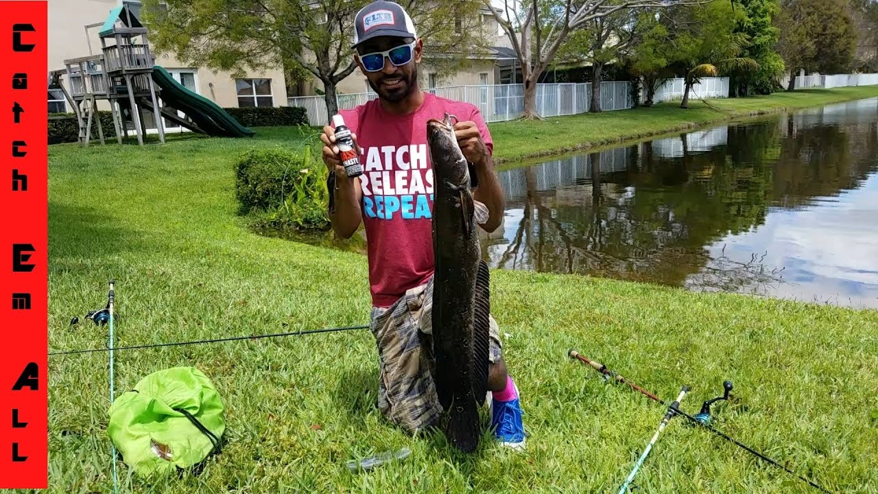 Using SAUCE to Catch GIANT Snakeheads?