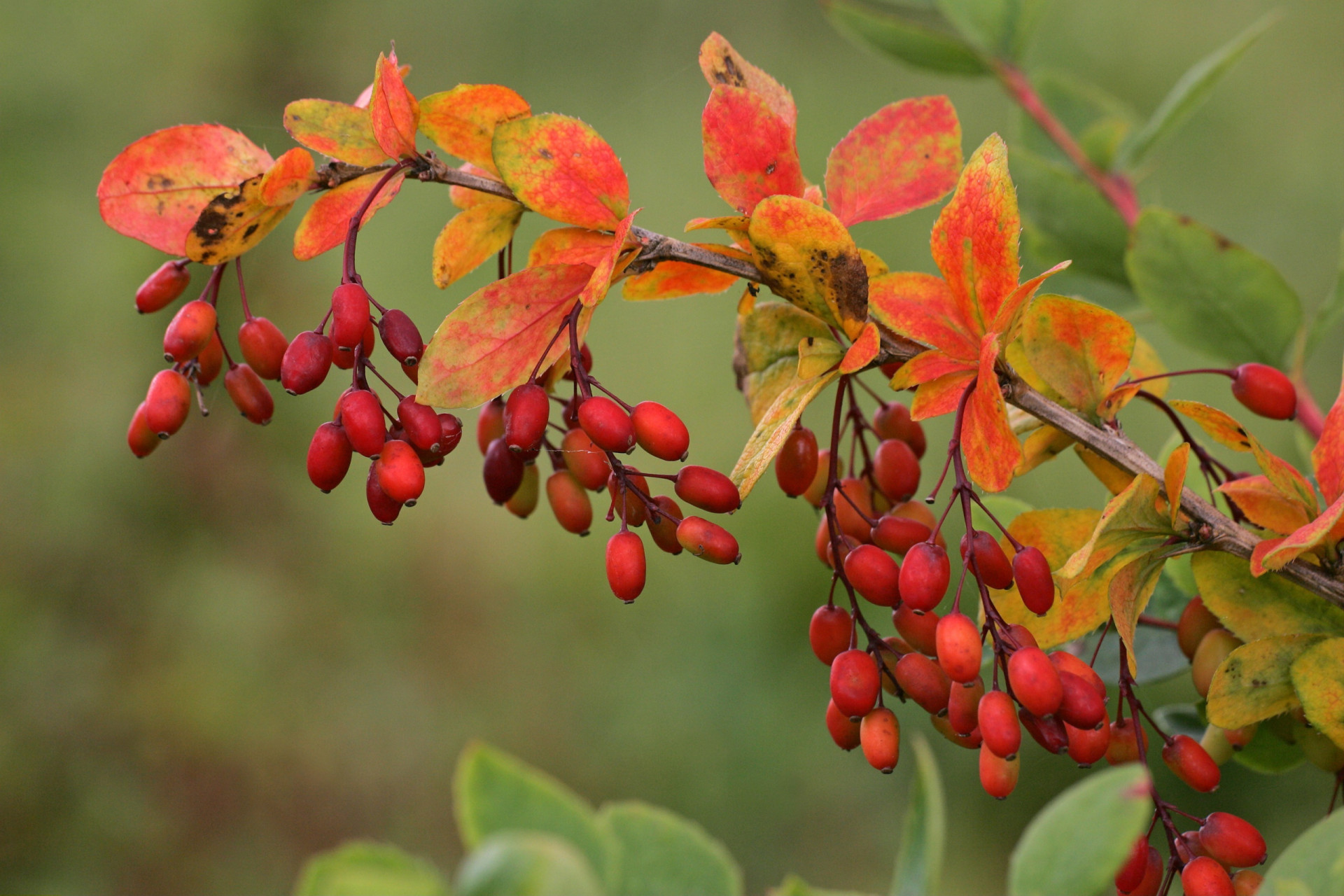 Did you know plants can help protect your home?